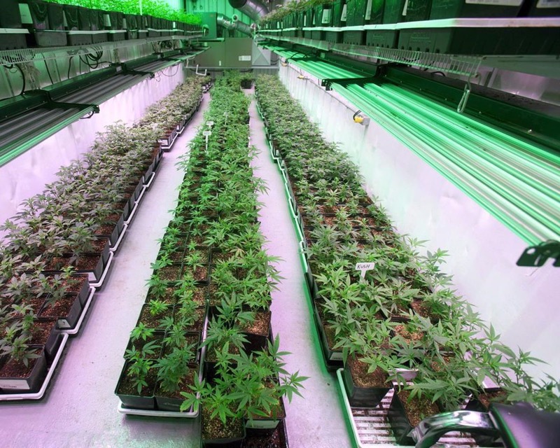 Entrevue de Beena Goldenberg, PDG d’Organigram